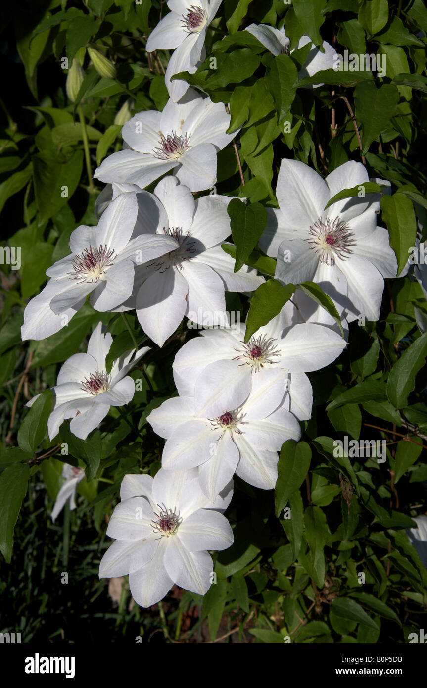 Miss bateman clematis hi-res stock photography and images - Alamy