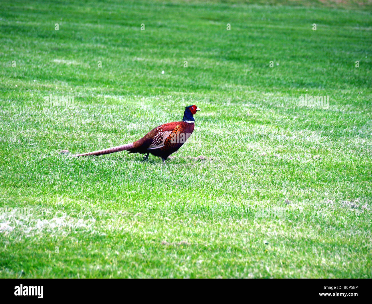 a partridge walking across the grass Stock Photo - Alamy
