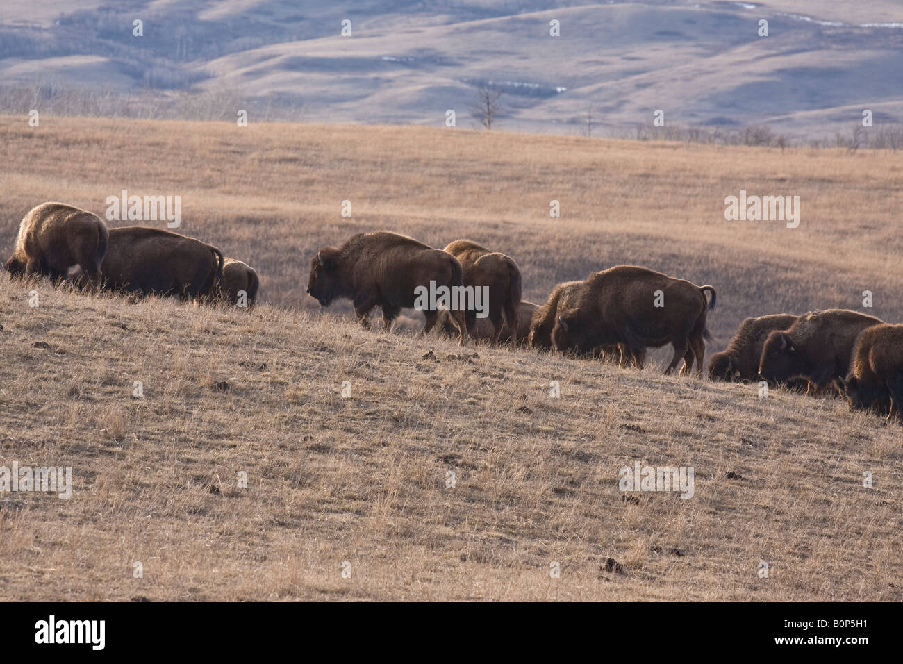 Domestic Bison in Pasture Stock Photo - Alamy