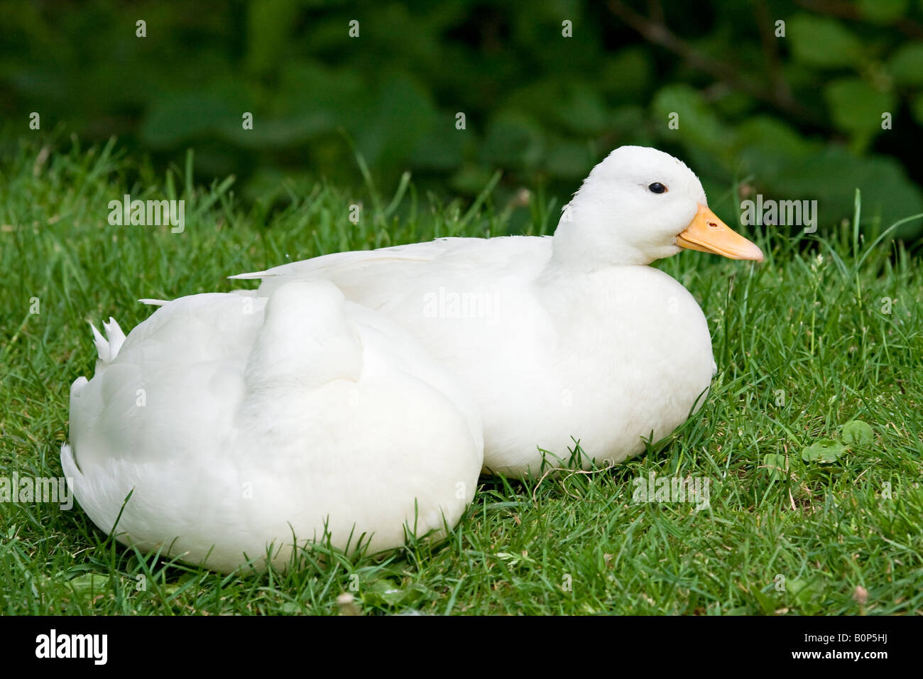 Campbell duck hi-res stock photography and images - Alamy