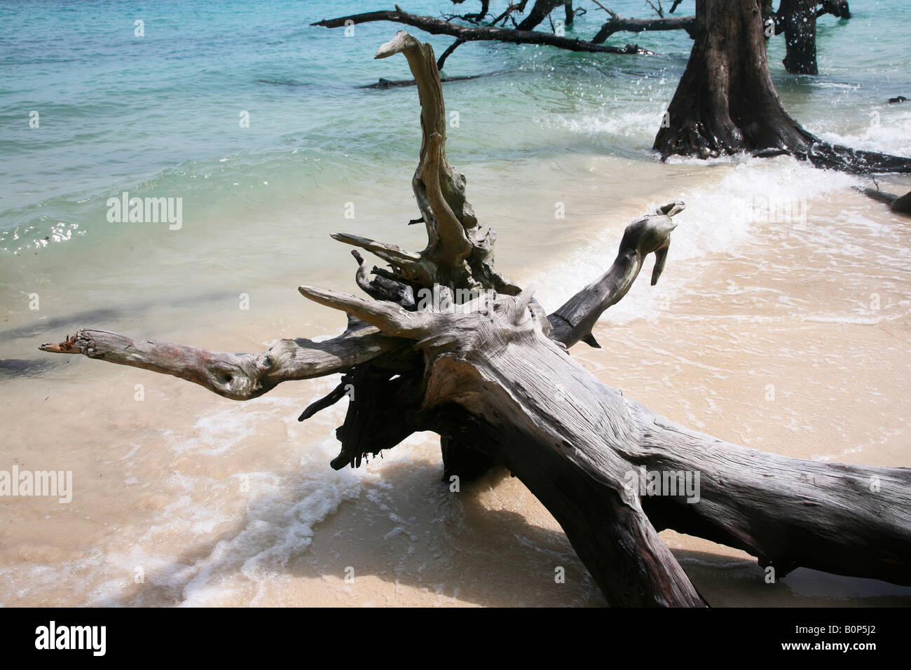 Uprooted tree at elephant beach,havelock island india Stock Photo - Alamy