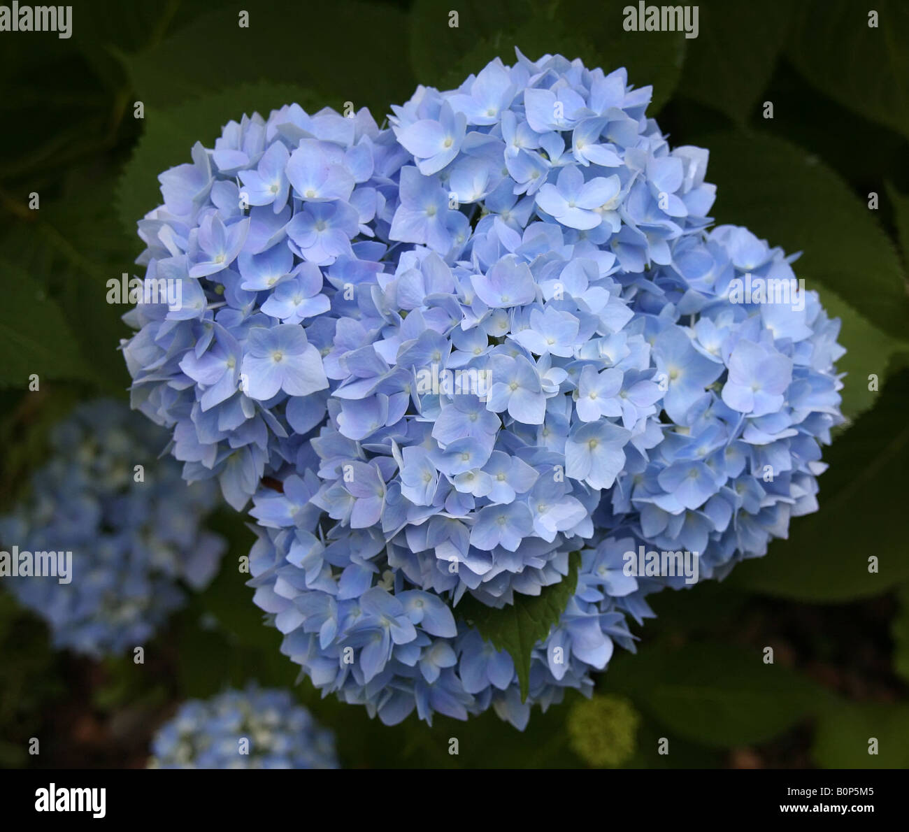 Close up of a blue hydrangea Stock Photo - Alamy