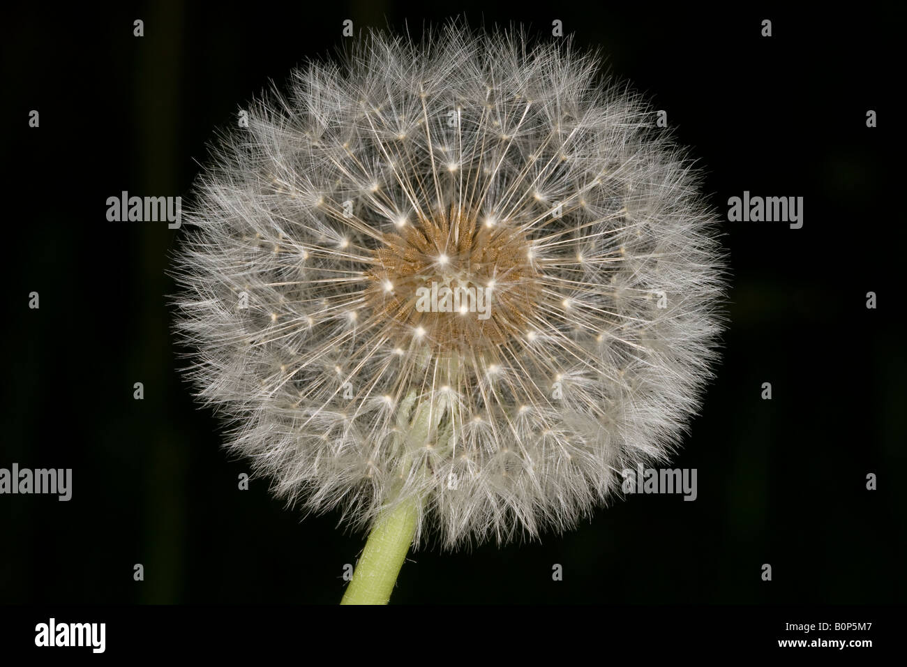 Close-up of a Dandelion seed pod Stock Photo - Alamy