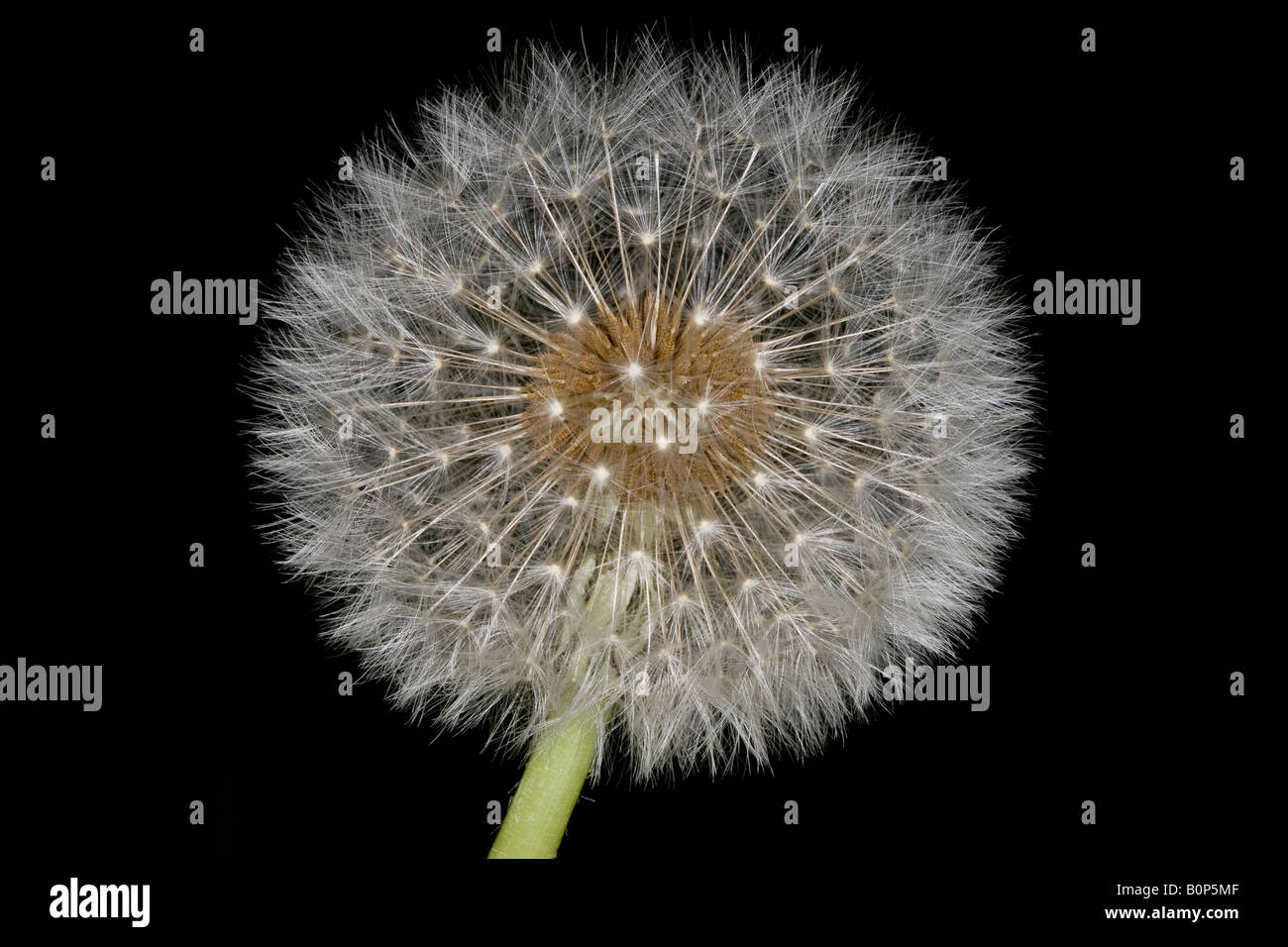 Dandelion seed pod hi-res stock photography and images - Alamy