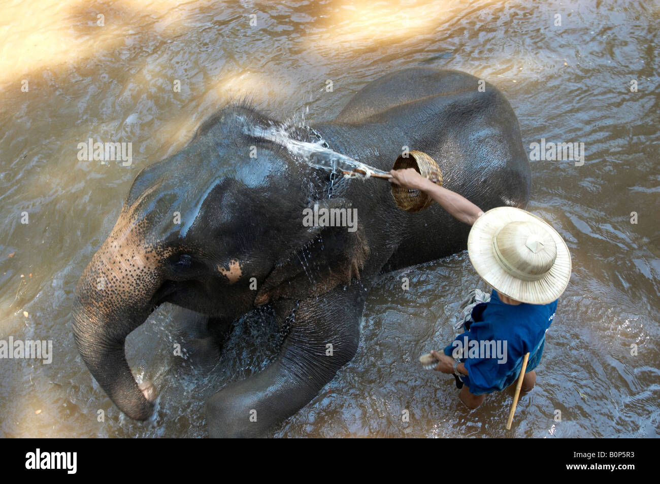 Elephant Being Washed In The River , Maesa Elephant Camp , Chiang Mai ...