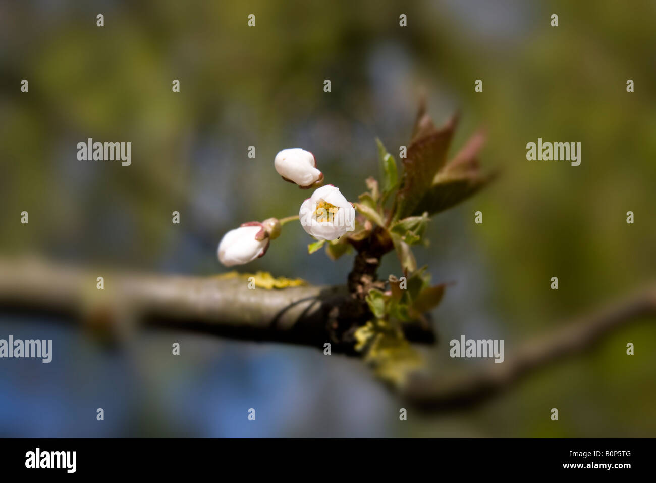 Blossom coming into bloom Stock Photo - Alamy