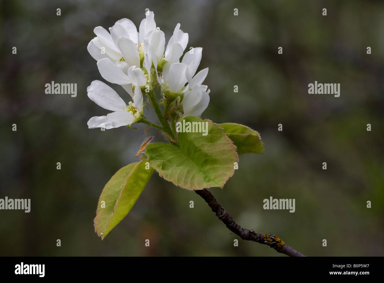 Saskatoon berry blossom Stock Photo - Alamy