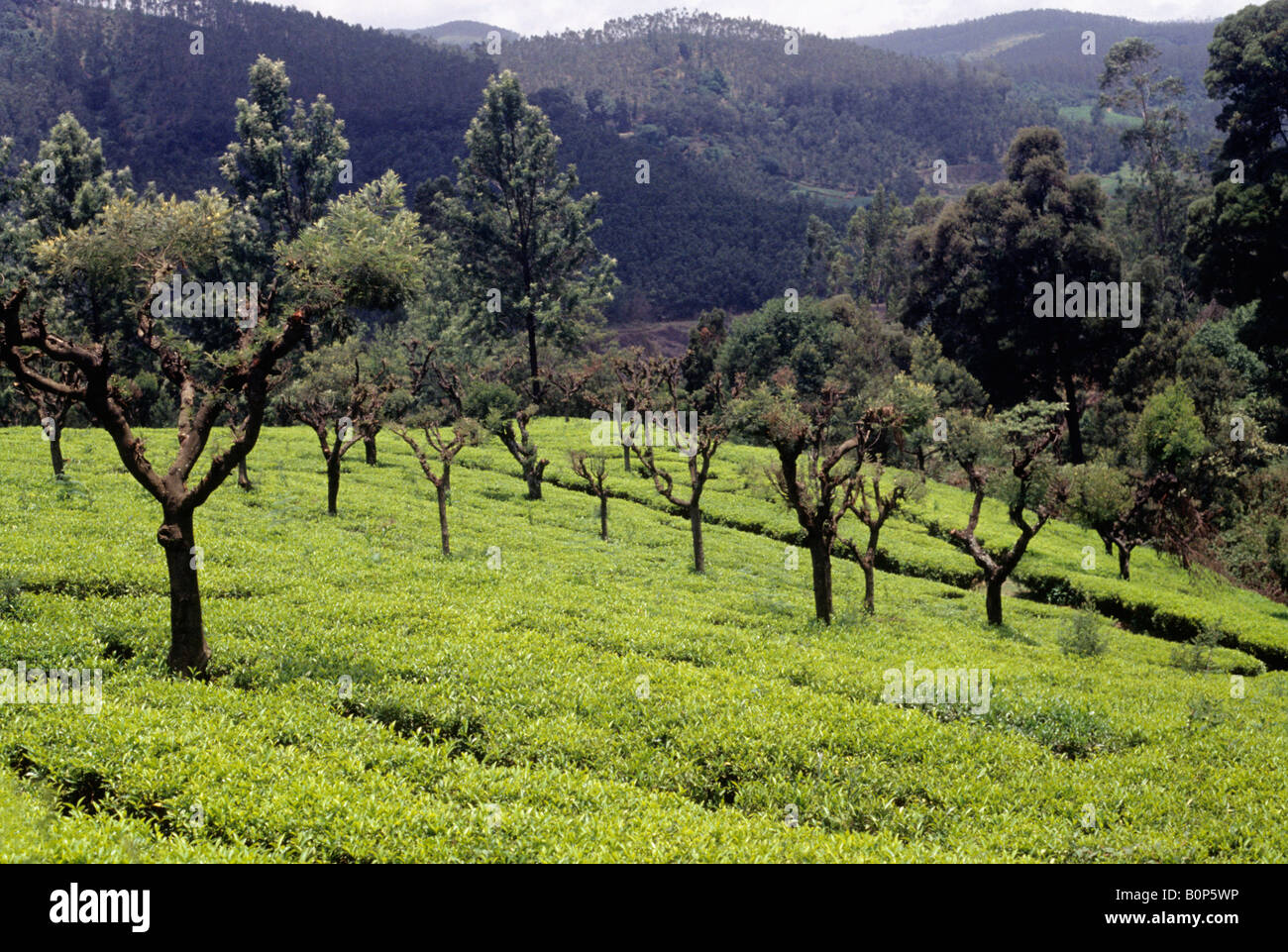 Trees surrounded by a canopy of greenery. Kullu Manali, India Stock ...