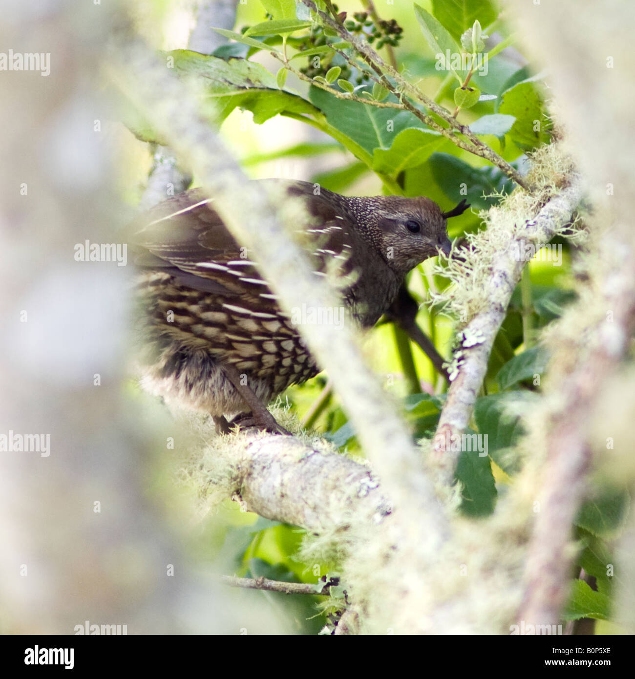 Female California Quail taking cover in a tree-like bush Stock Photo ...