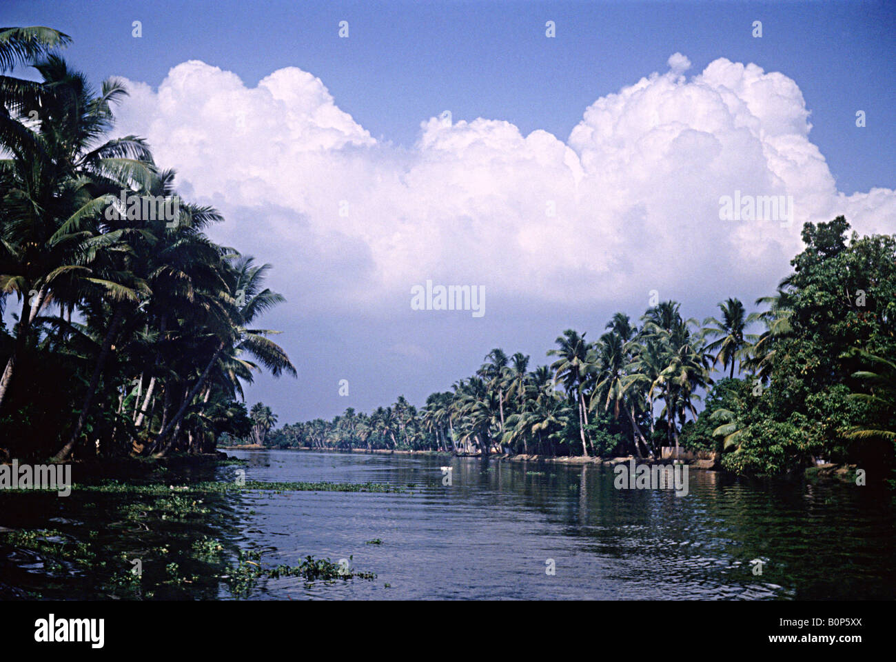River flowing in between the palms trees Stock Photo - Alamy
