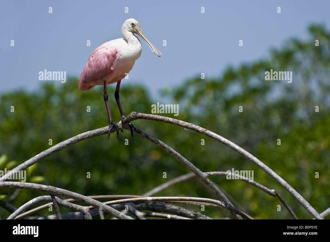 Roseate Spoonbill roosts on mangrove prop root in swamp, Everglades ...