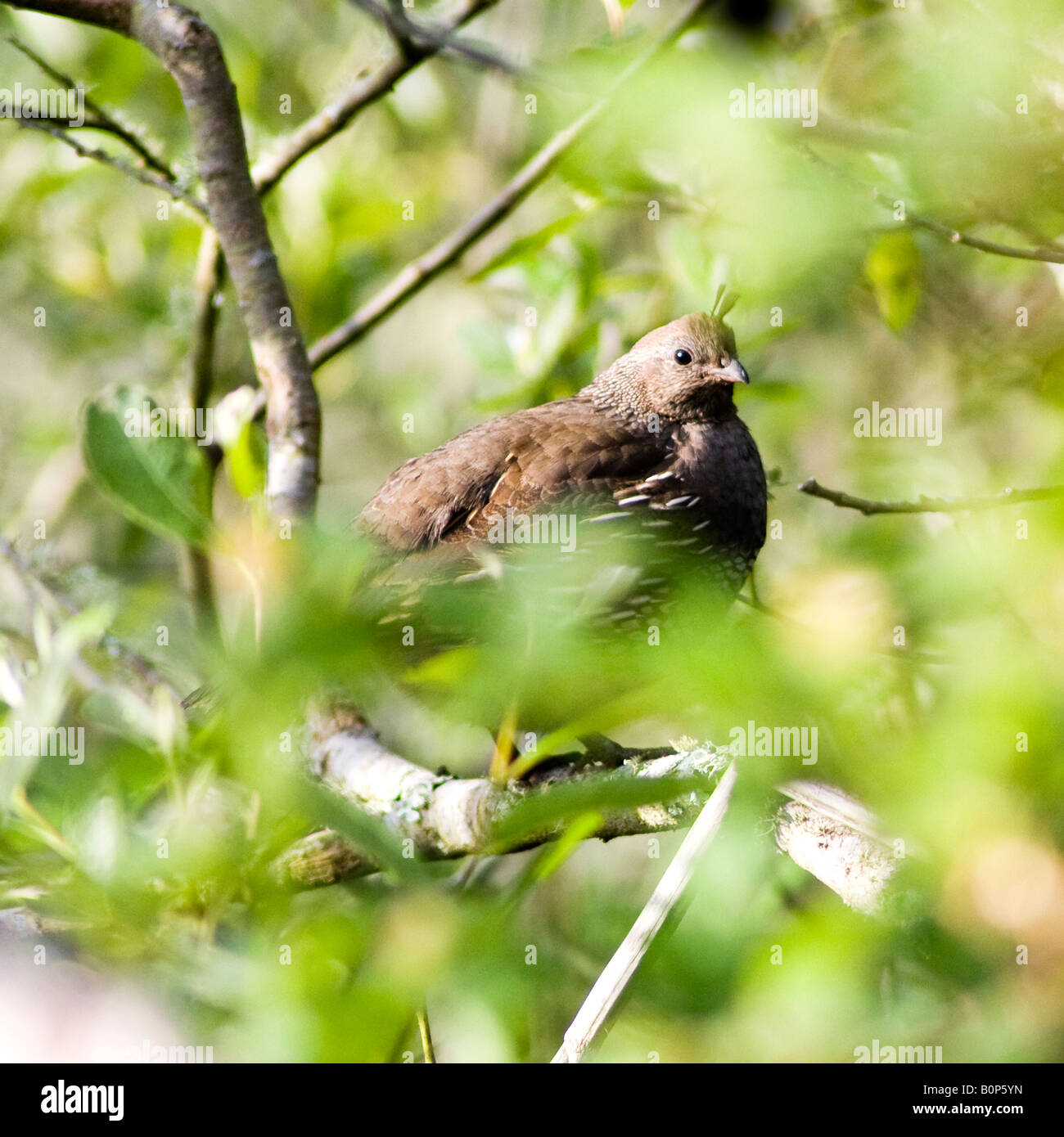 Female California Quail taking cover in a tree-like bush Stock Photo ...