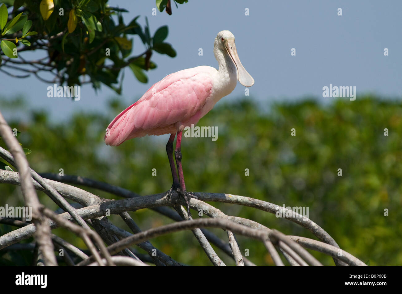 Roseate Spoonbill roosts on mangrove prop root in swamp, Everglades ...
