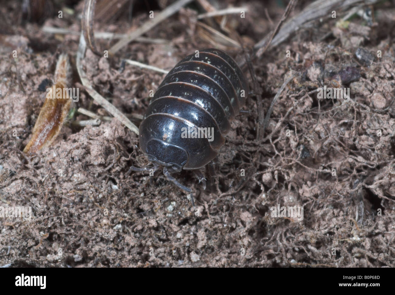 Armadillium vulgare hi-res stock photography and images - Alamy