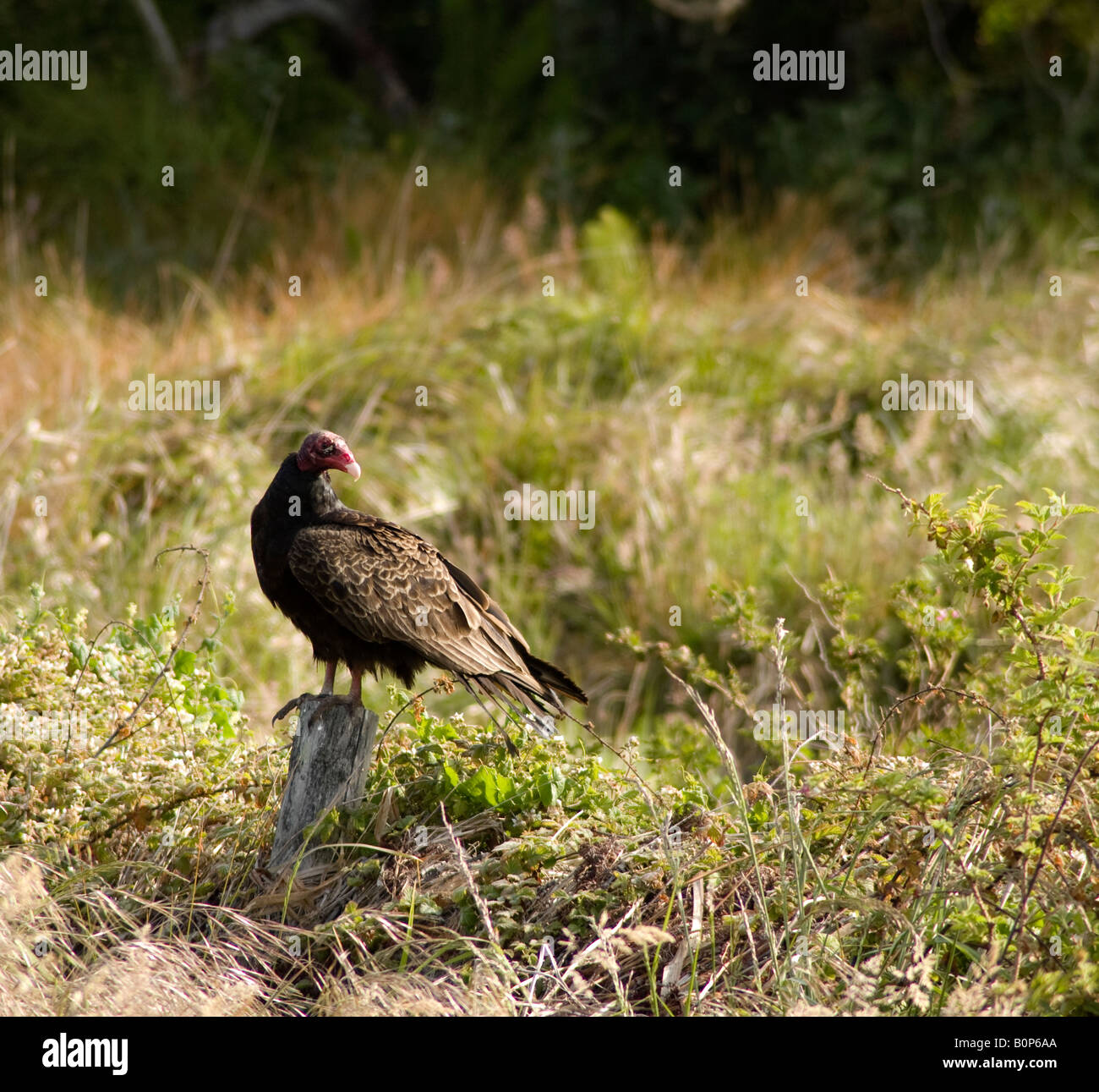 Turkey Vulture roosting on an old fence post at Point Reyes National ...