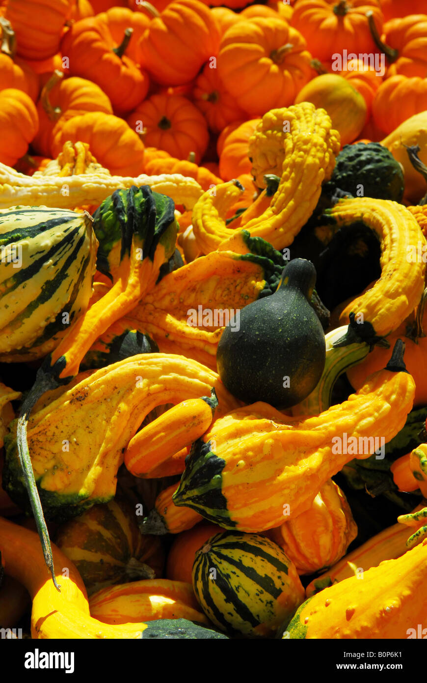 Decorative mini ornamental pumpkins hi-res stock photography and images ...