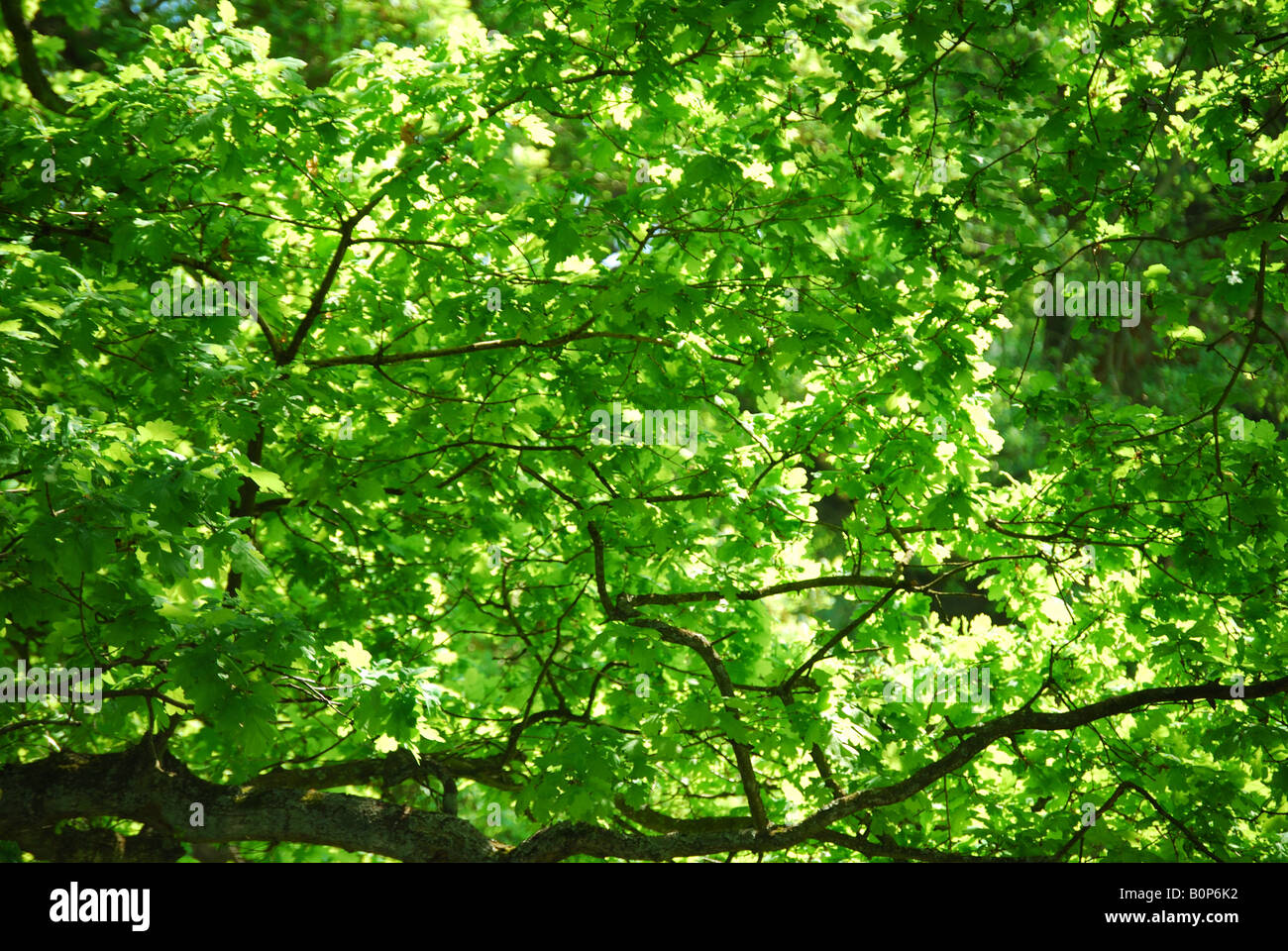 Tree canopy, Valley Gardens, The Royal Landscape, Windsor Great Park ...