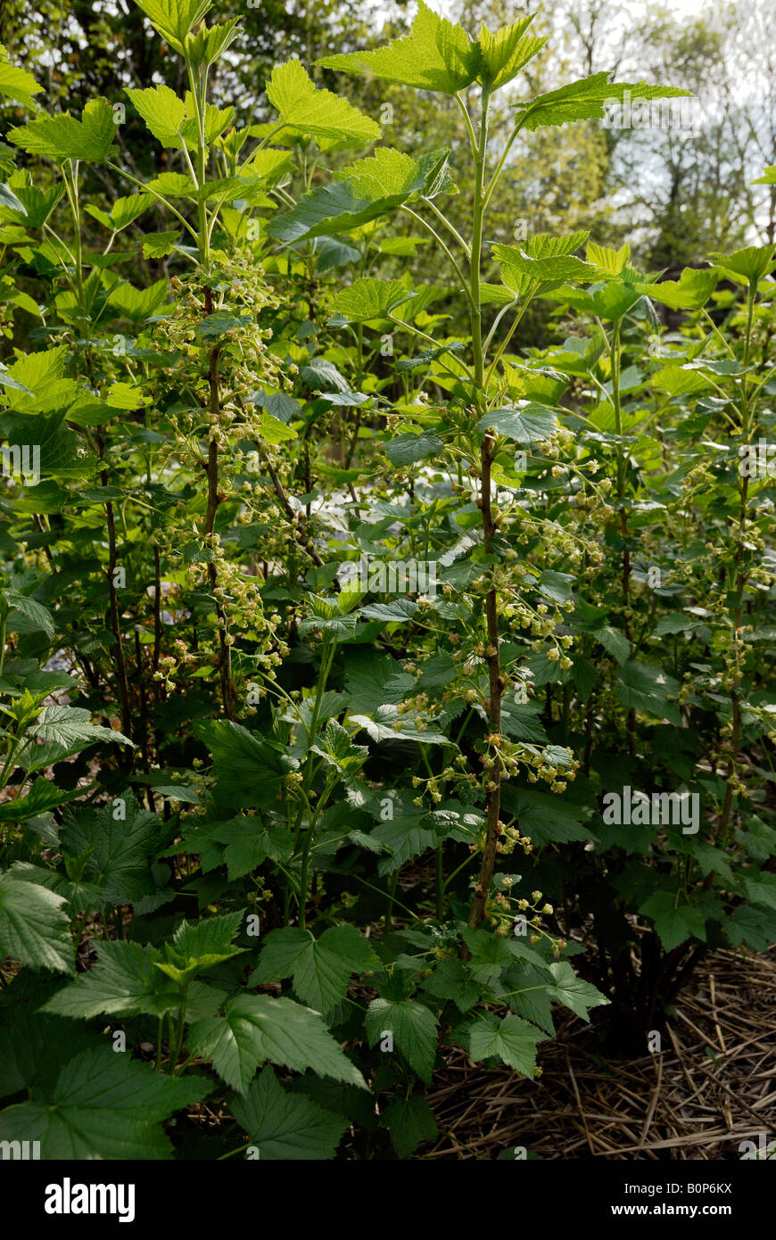 Blackcurrant bush hi-res stock photography and images - Alamy