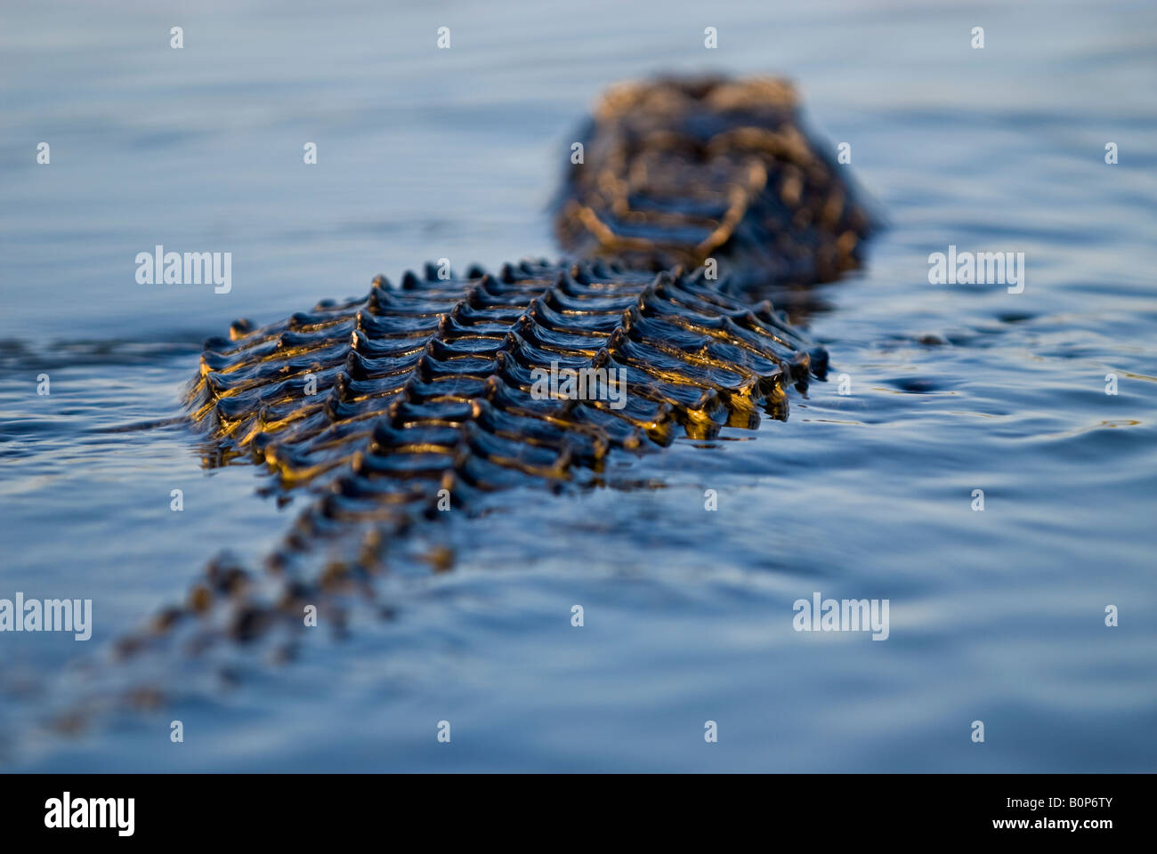 American Alligator's scales on leathery back, Everglades National Park ...