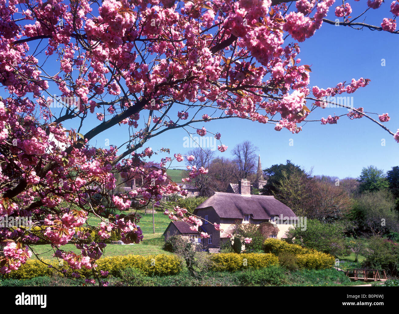 Little Bredy - Thatched cottage in springtime Stock Photo - Alamy