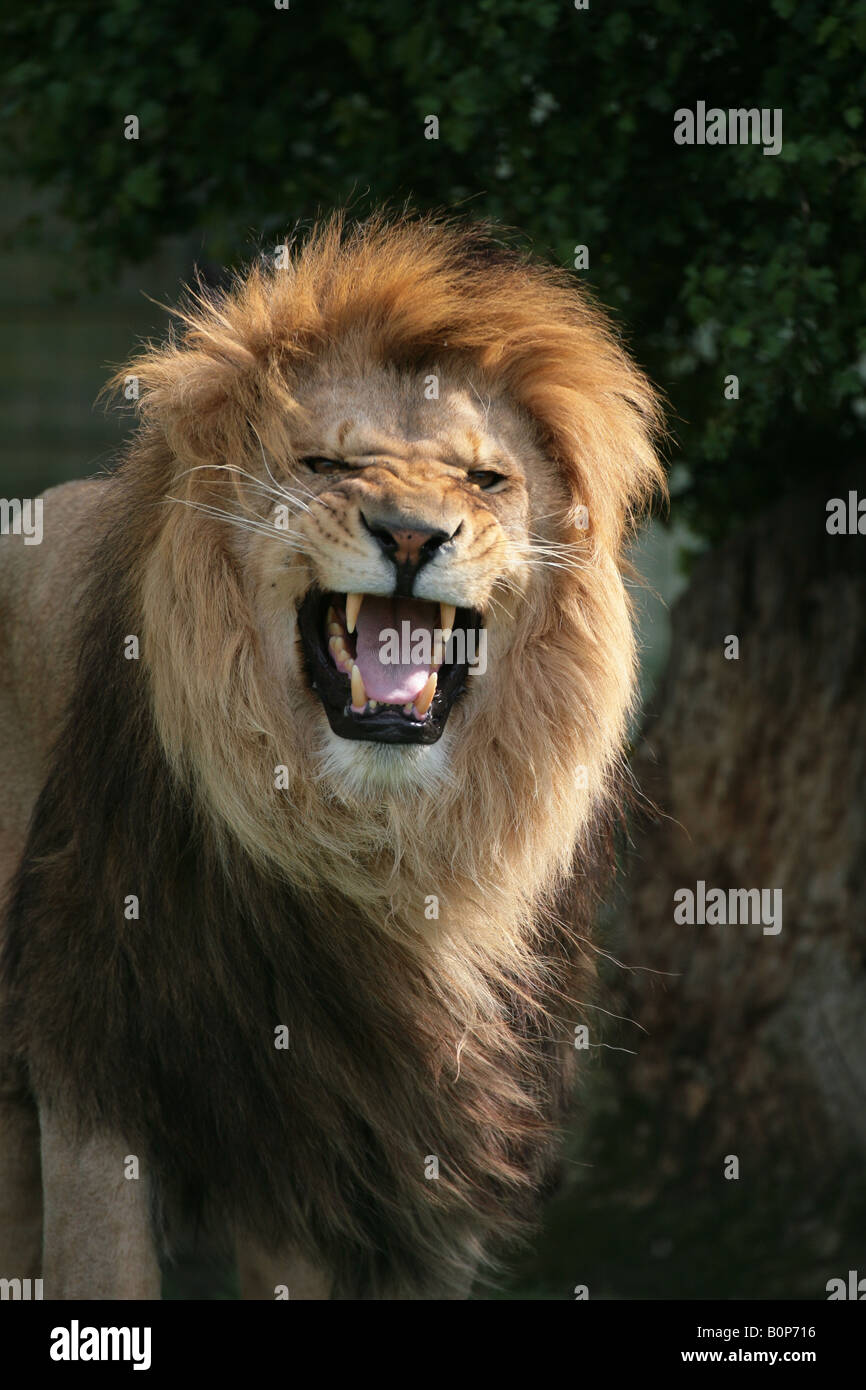 Male african lion growling Stock Photo - Alamy