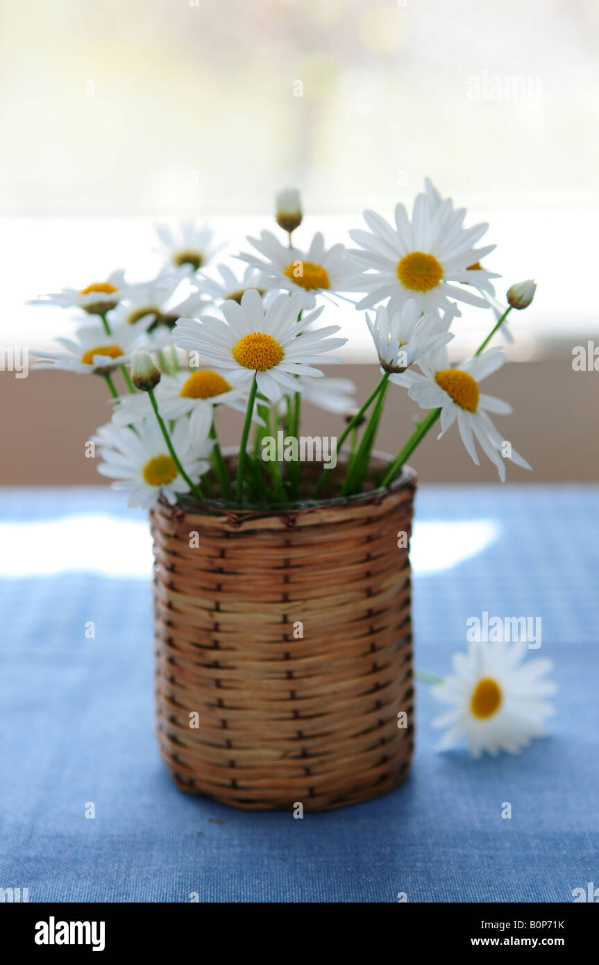 Small bouquet of summer daisies in the morning Stock Photo - Alamy