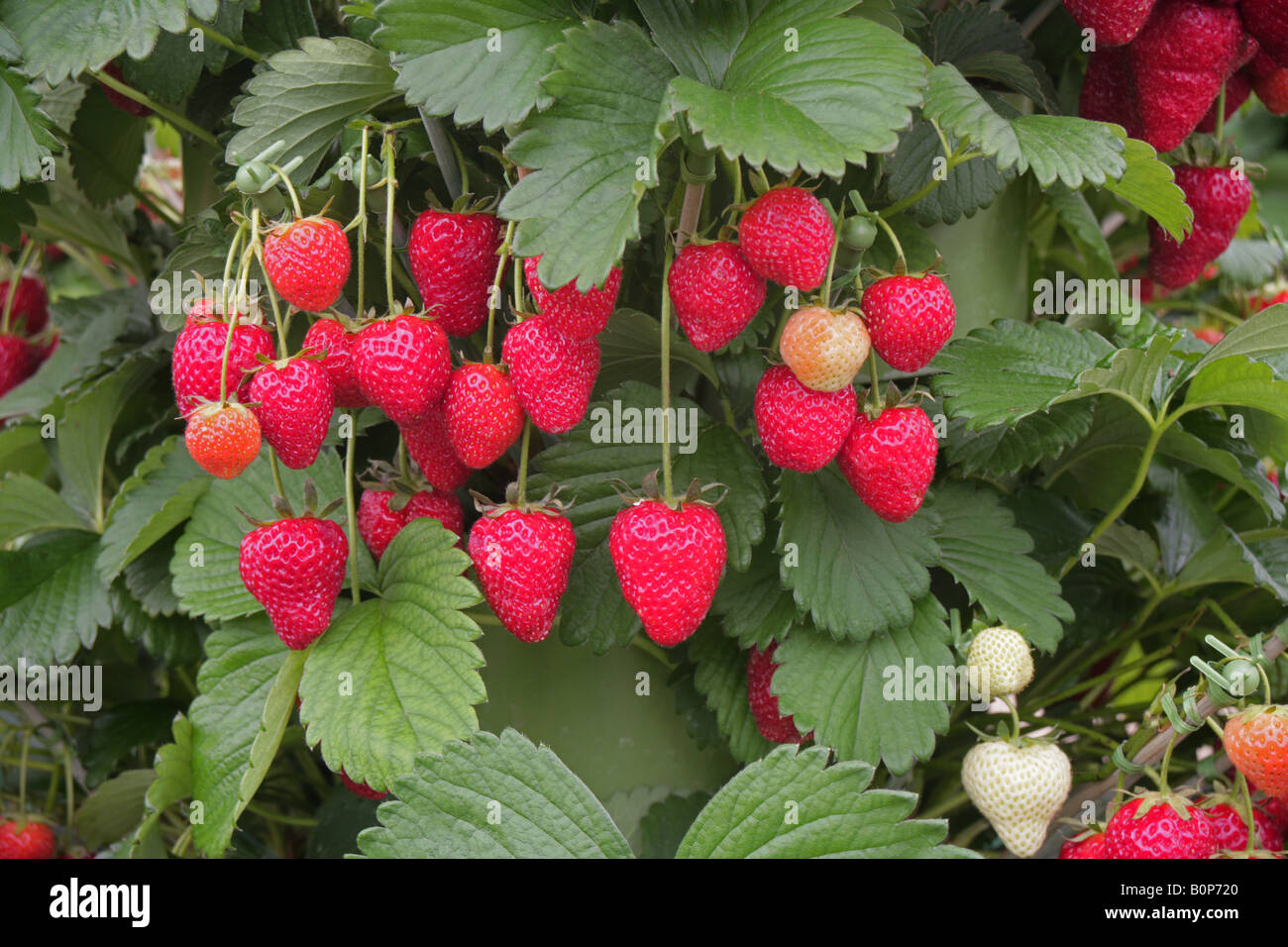 Soft summer fruit strawberries hi-res stock photography and images - Alamy