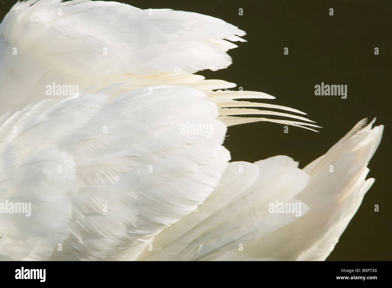 Mute Swan tail and wing feathers Stock Photo - Alamy