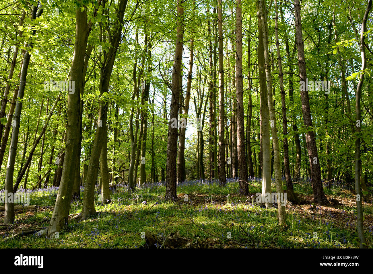 Beech woods surrey hi-res stock photography and images - Alamy