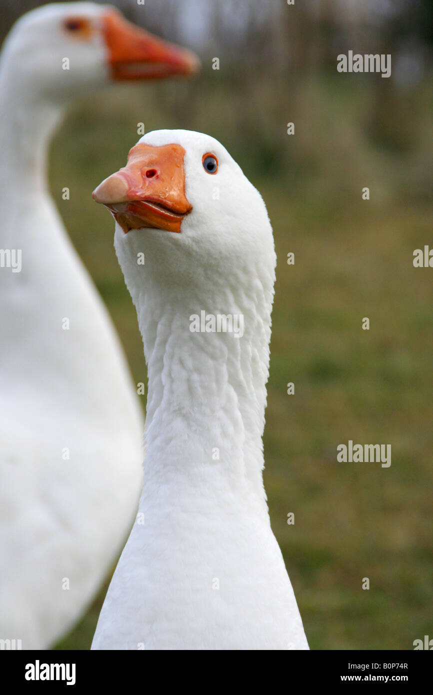 Geesebirds hi-res stock photography and images - Alamy