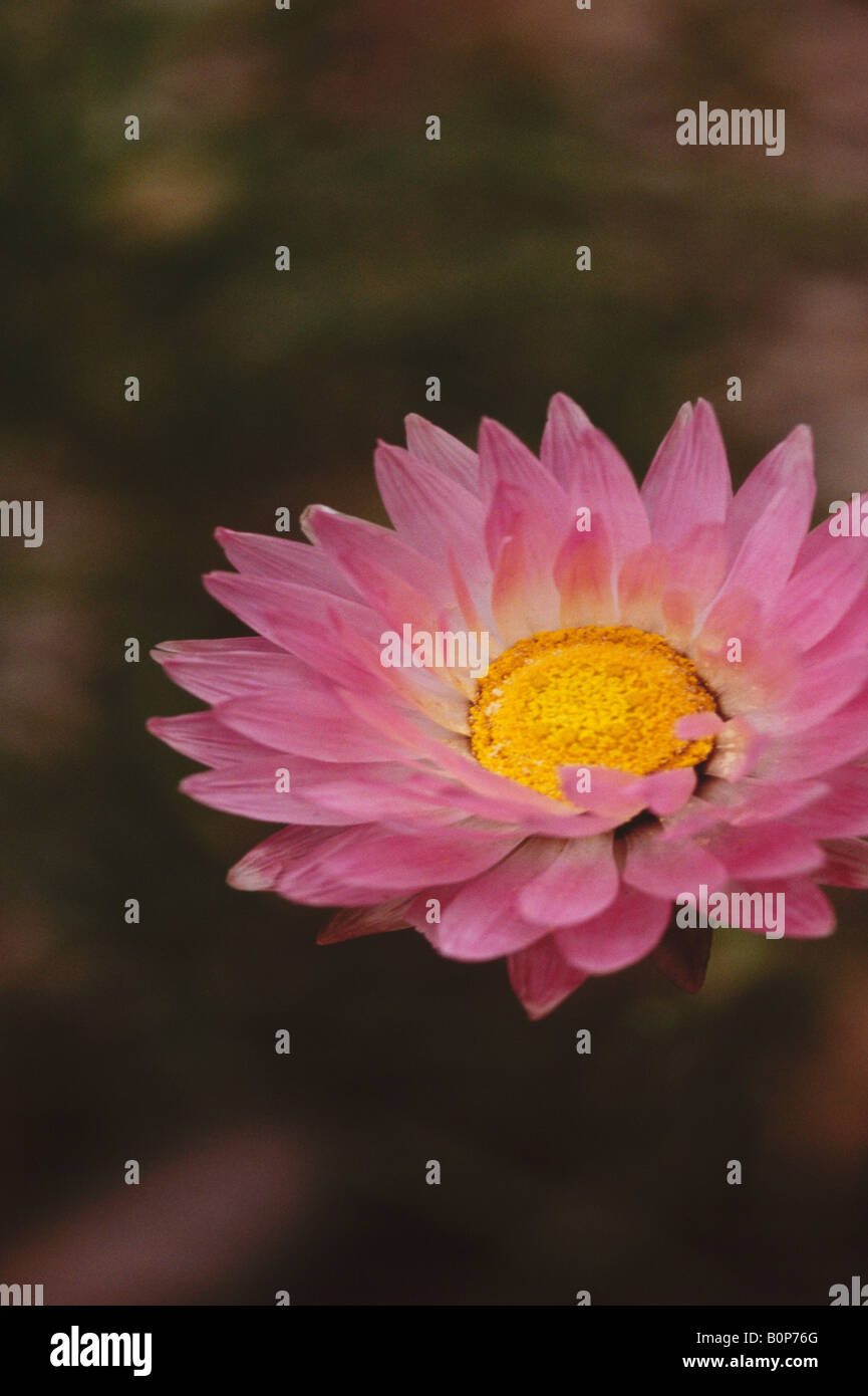 Australian native paper daisy hi-res stock photography and images - Alamy