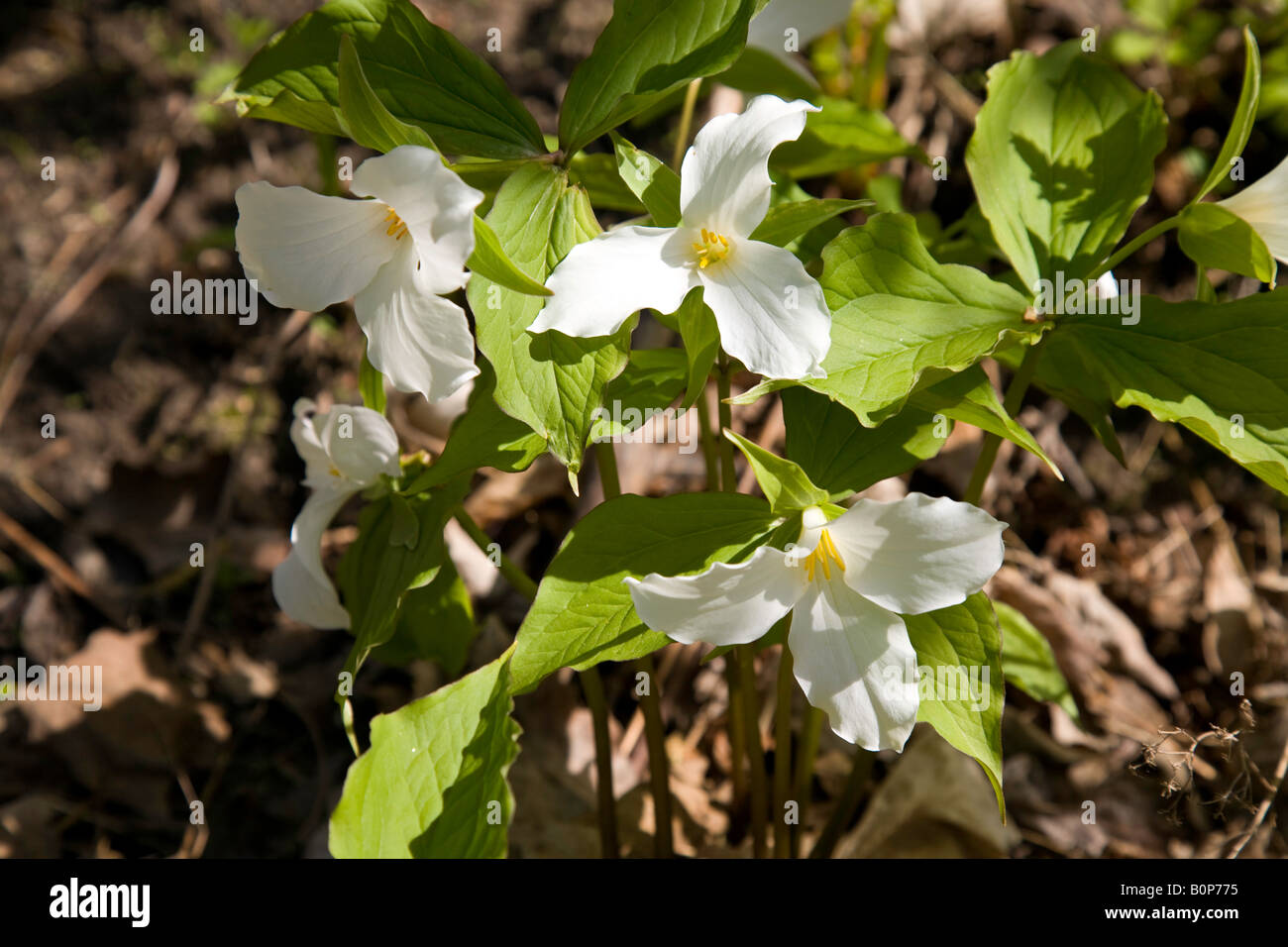 White trillium floral emblem ontario hi-res stock photography and ...