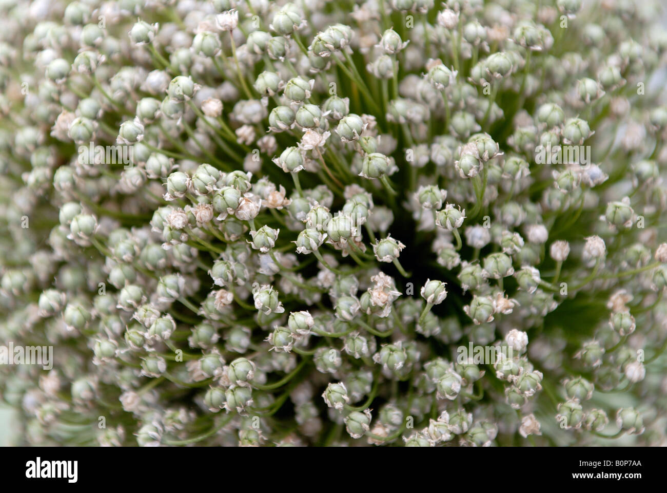 Leek seed pods Stock Photo - Alamy