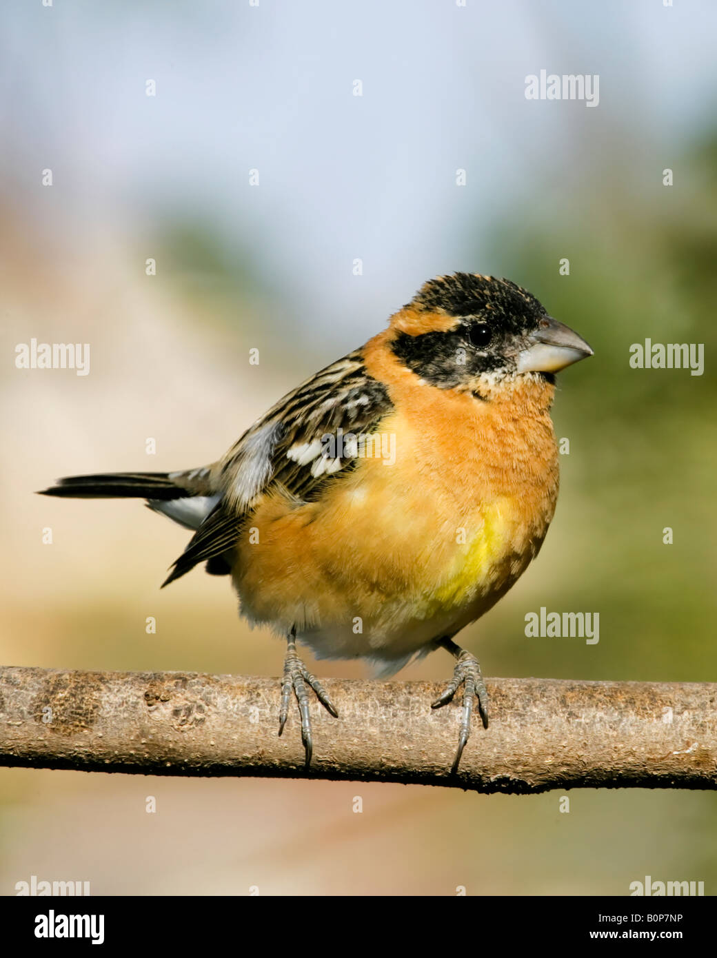 Black head grosbeak hi-res stock photography and images - Alamy
