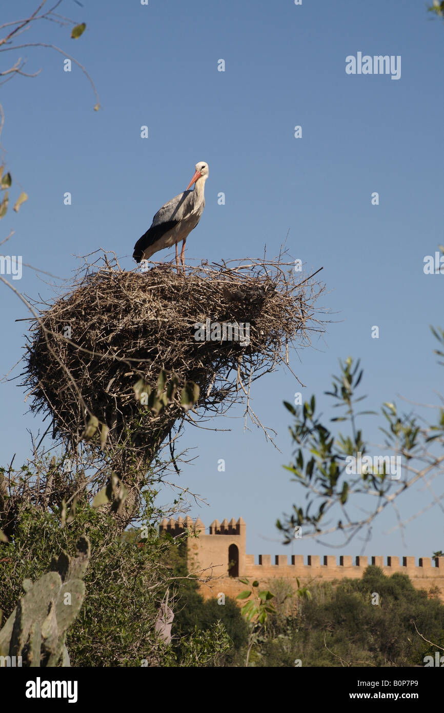 Stork in nest in grounds of the Chellah. Rabat, Morocco Stock Photo - Alamy
