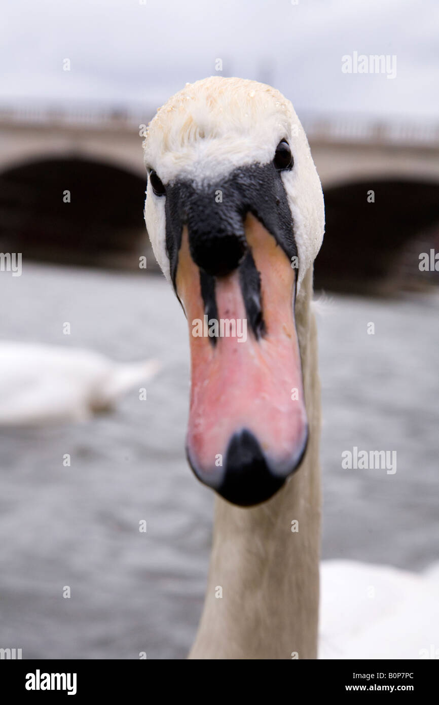 Kingston bridge swan hi-res stock photography and images - Alamy