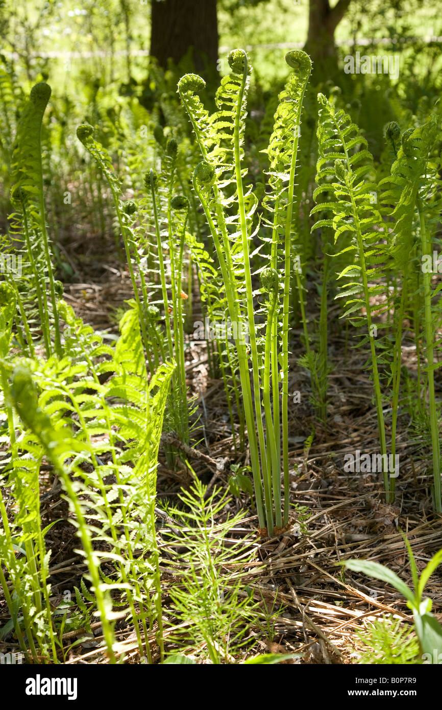 Woodlot hi-res stock photography and images - Alamy