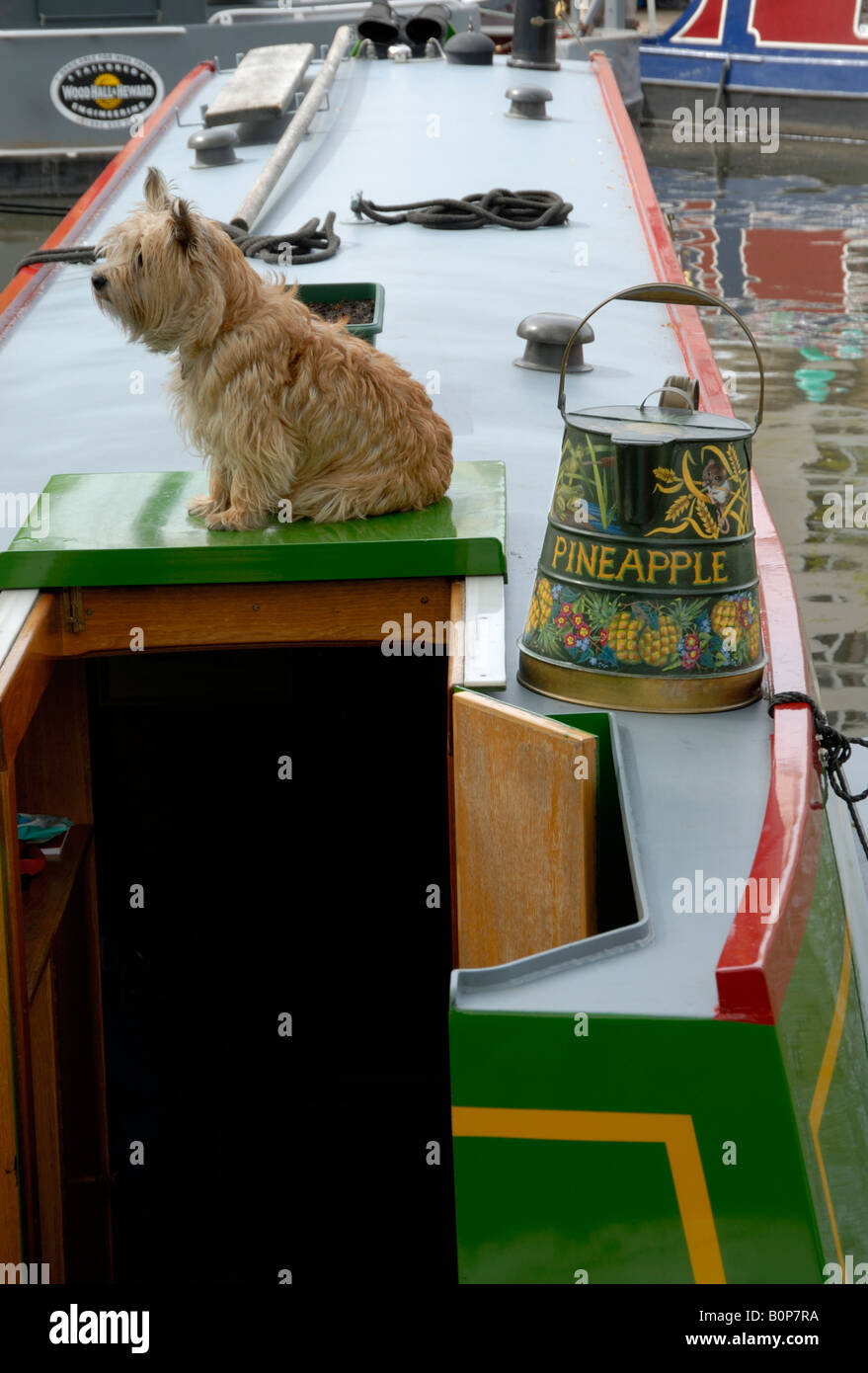 Barge dog sitting on rear hatch of narrowboat beside traditionally ...