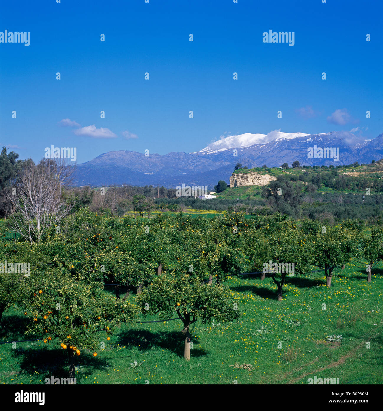 Crete Greece Northern Crete Orange Grove Snow Capped Mountain Stock ...