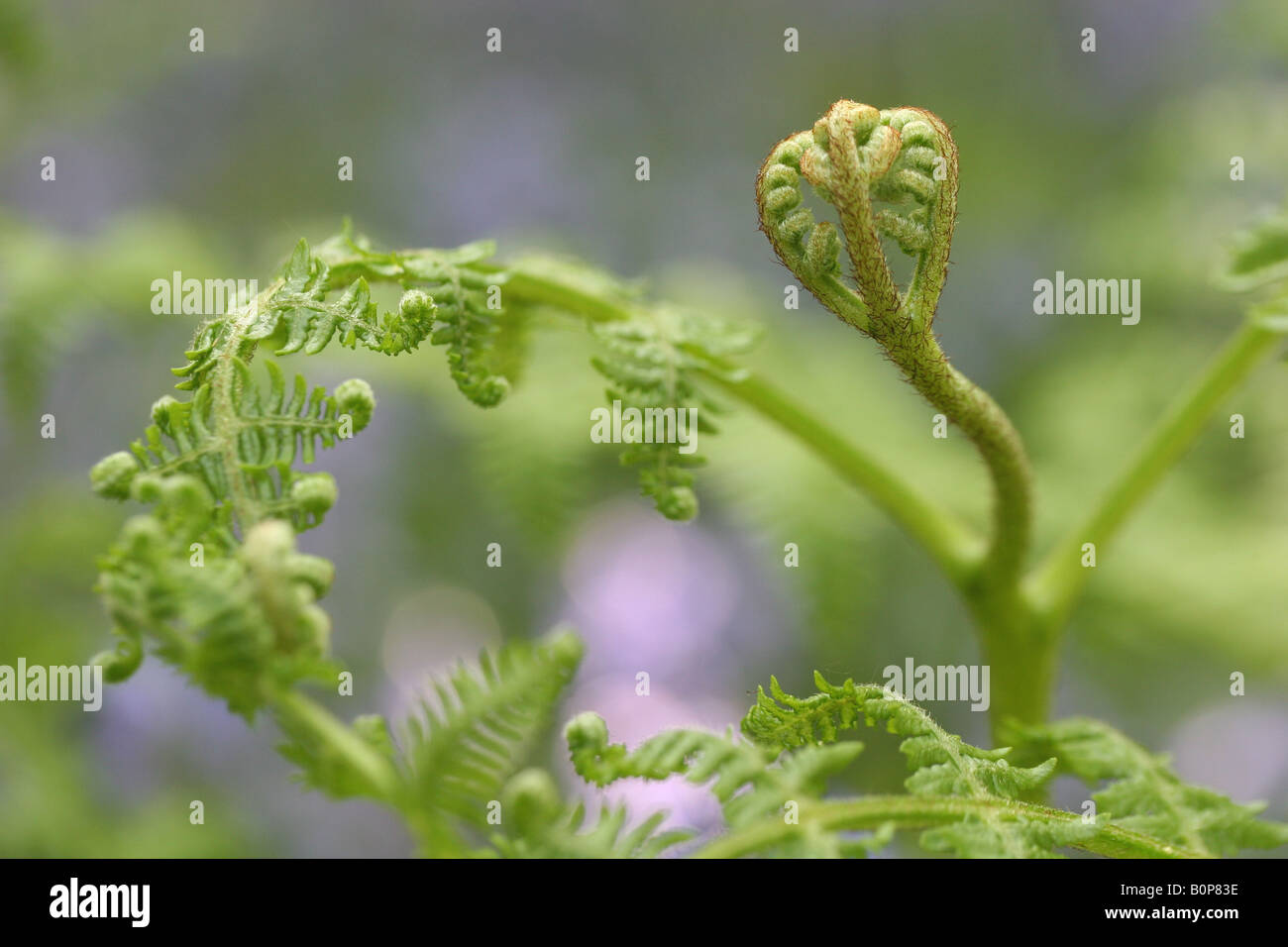 A fern unfurling in a bluebell wood Stock Photo - Alamy