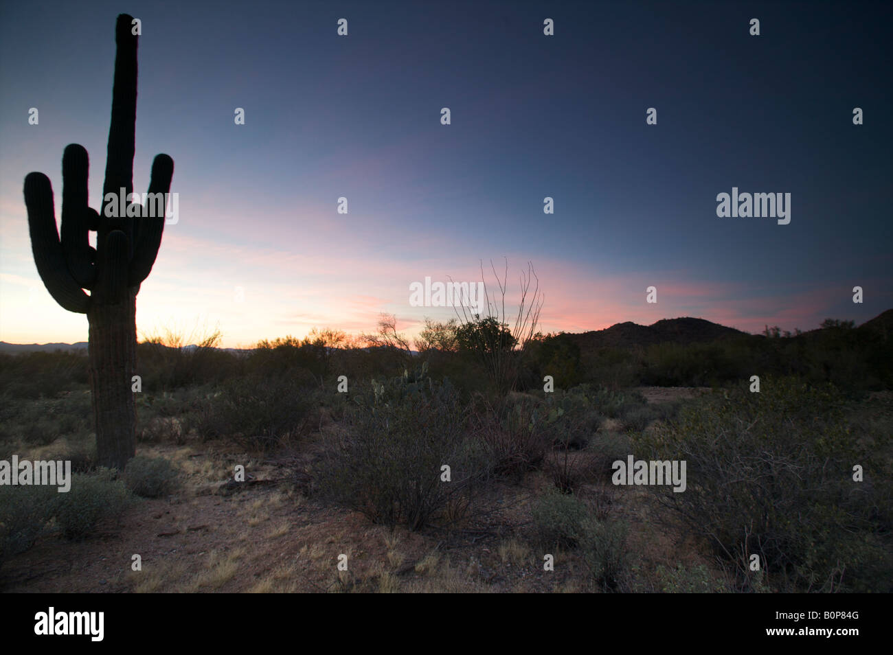 Top view of saguaro cactus hi-res stock photography and images - Alamy