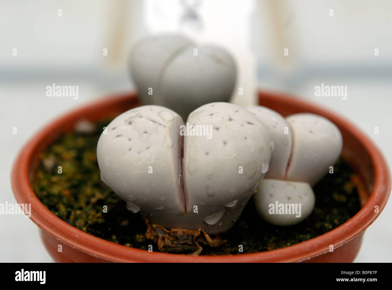Stone plant in tropical greenhouse at Kew Gardens Stock Photo - Alamy