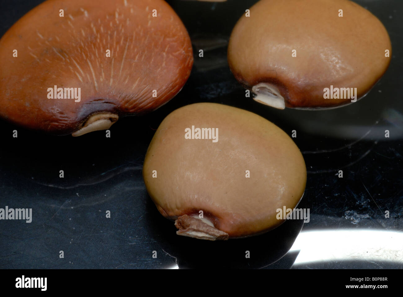 Close up of endangered seeds under microscope in petri dish Stock Photo ...