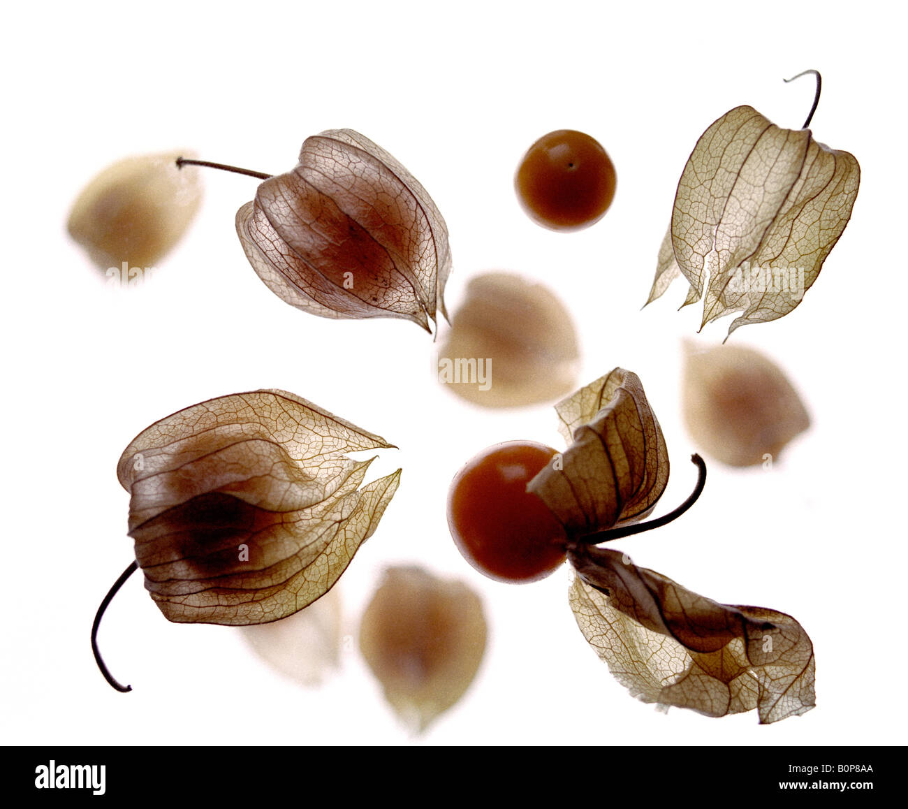 Physalis peruviana cape gooseberry berries and lanterns Stock Photo - Alamy