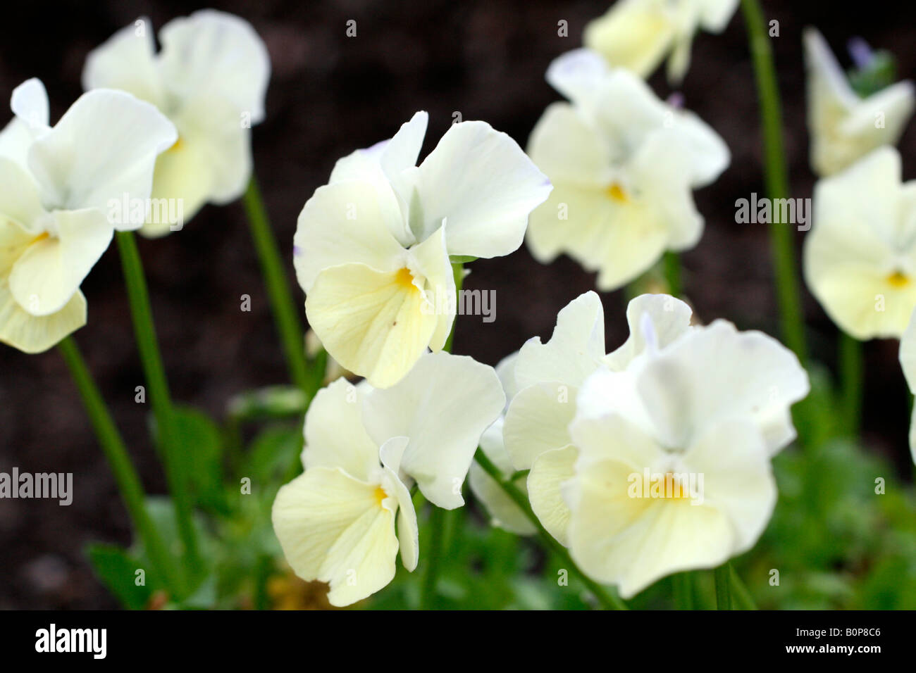 VIOLA LITTLE DAVID AGM Stock Photo - Alamy