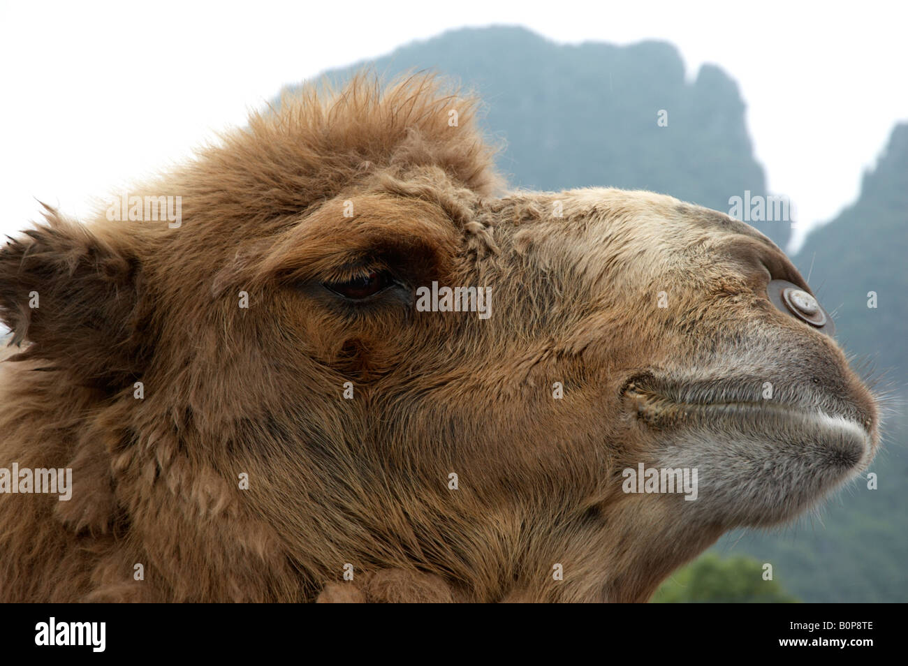 Camel outline hi-res stock photography and images - Alamy