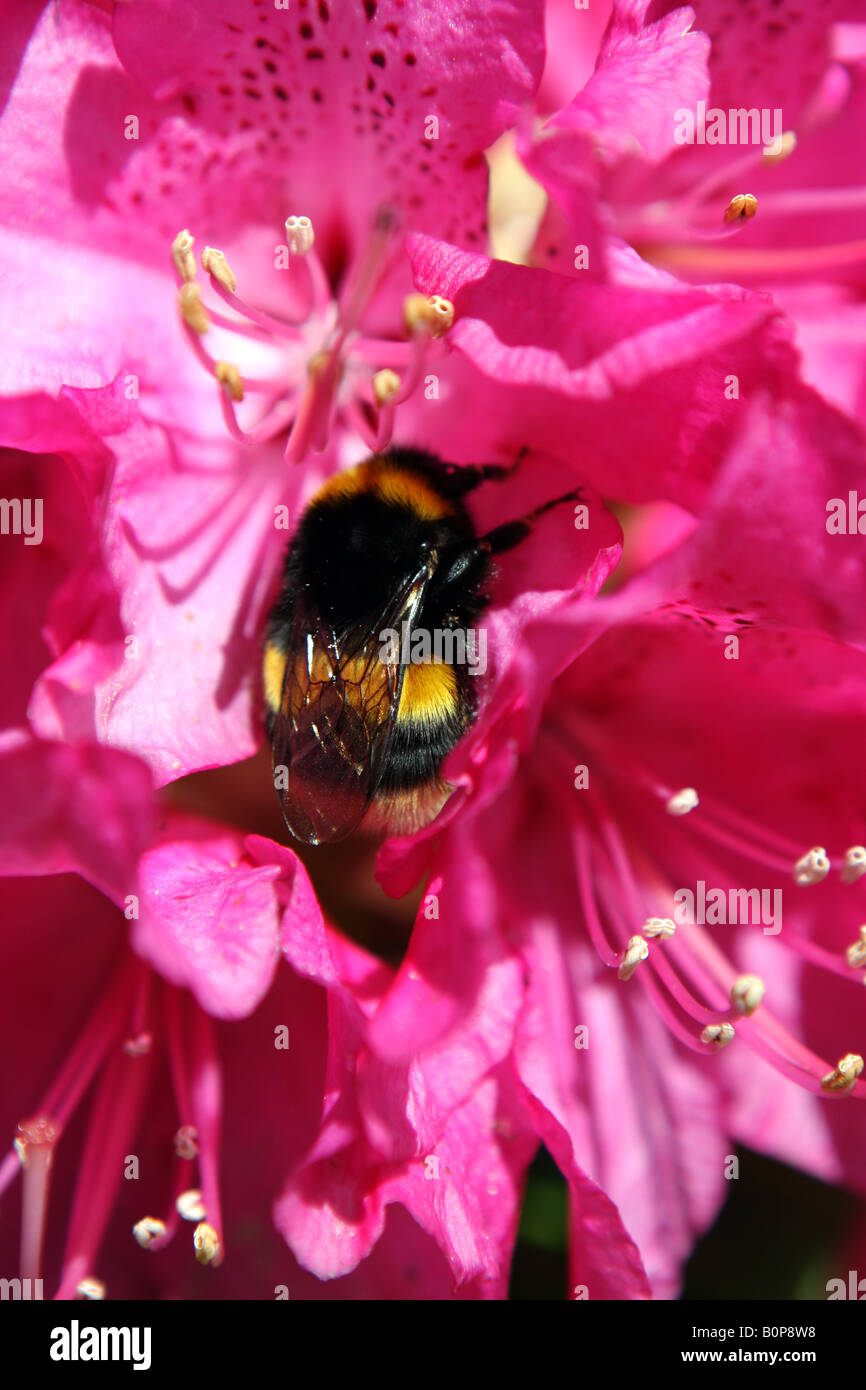 Azalea queen hi-res stock photography and images - Alamy