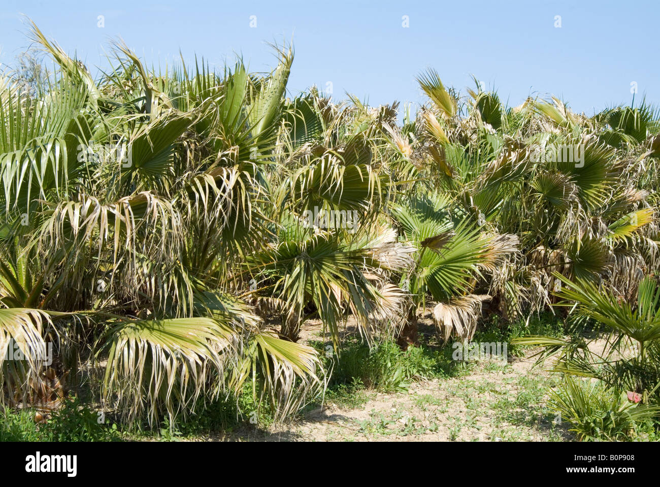 palm oil biofuel trees plants plantation biomass bio fuel mass growth ...