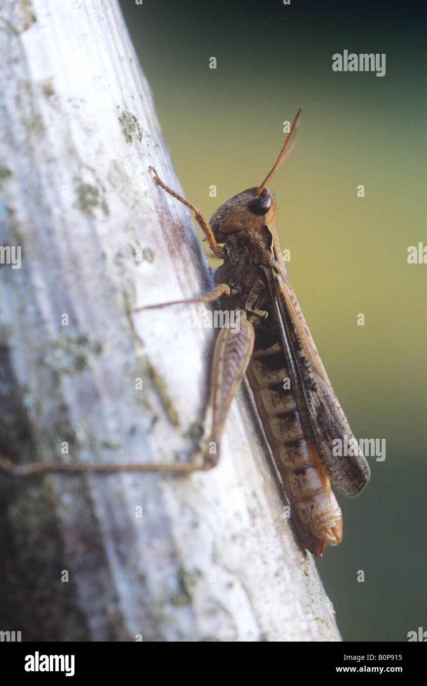 Rufus grasshopper hi-res stock photography and images - Alamy