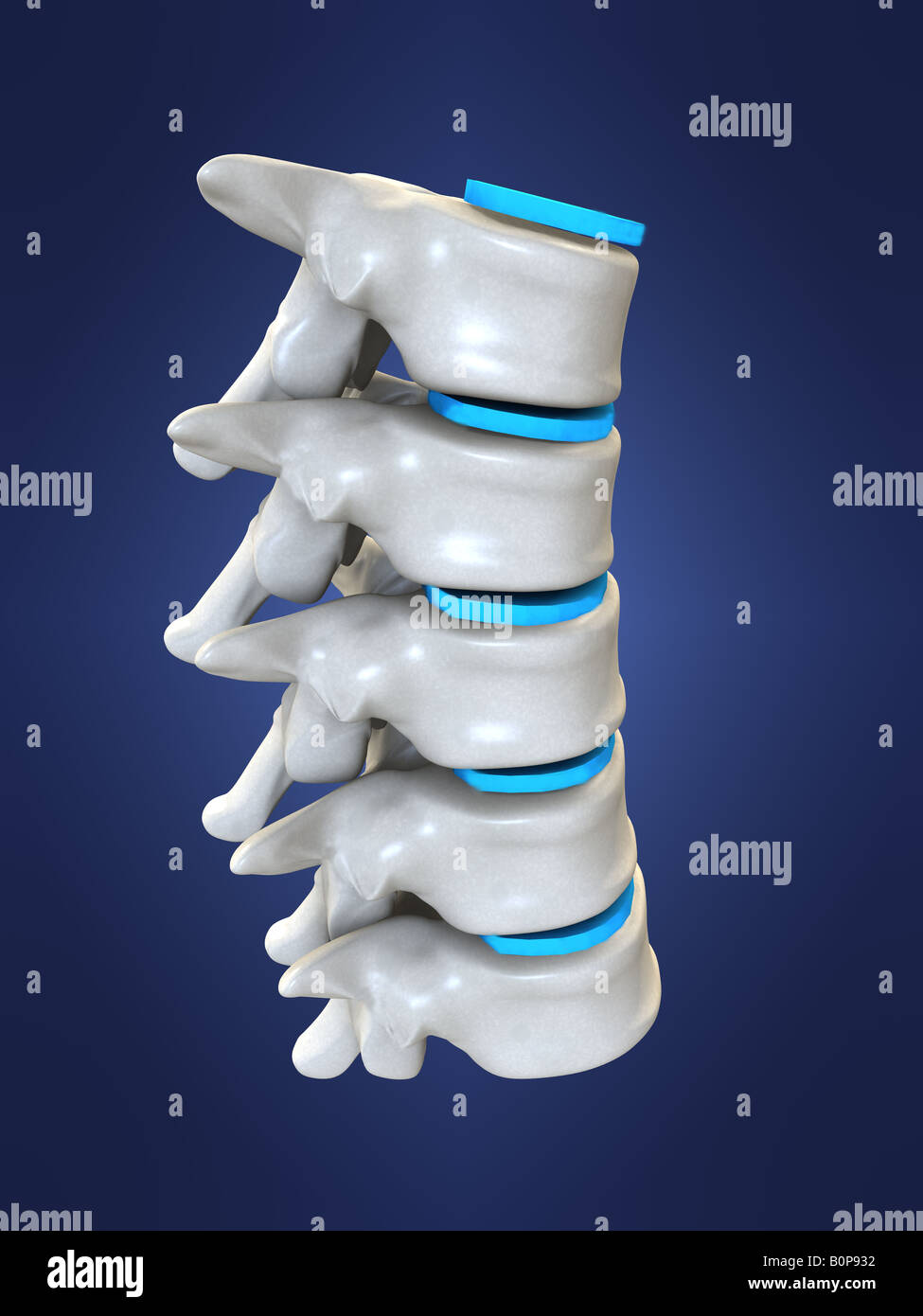 3d spine hi-res stock photography and images - Alamy